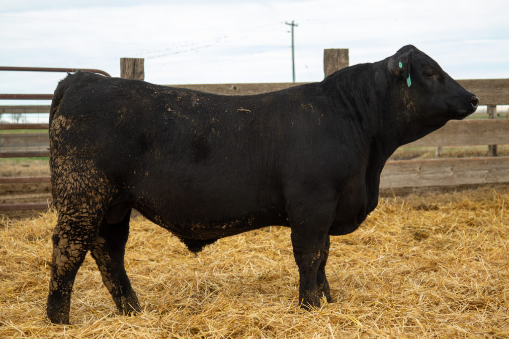 2022 Sale Results - Kessler Angus